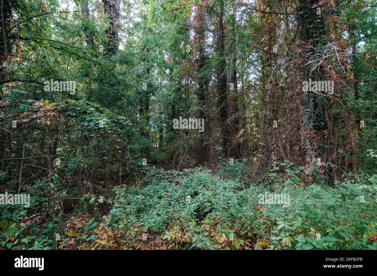 Cycling path in a forest Photographed at Heviz, Lake Balaton, Hungary ...