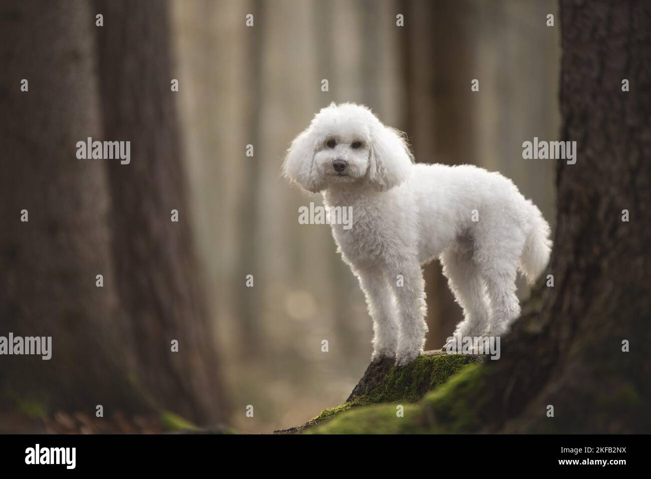 standing Standard Poodle Stock Photo - Alamy