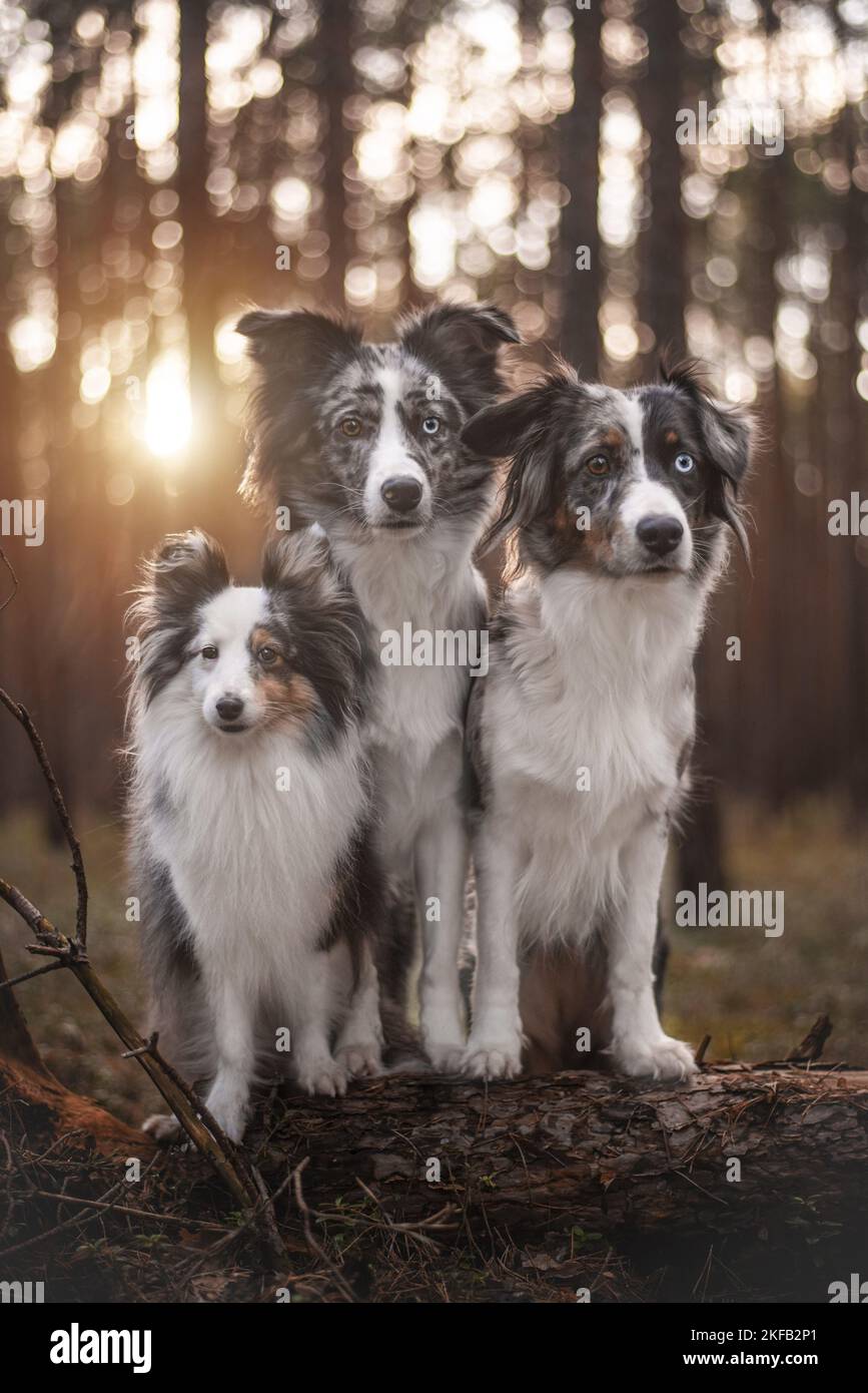 Miniature Australian Shepherd with Sheltie Stock Photo - Alamy