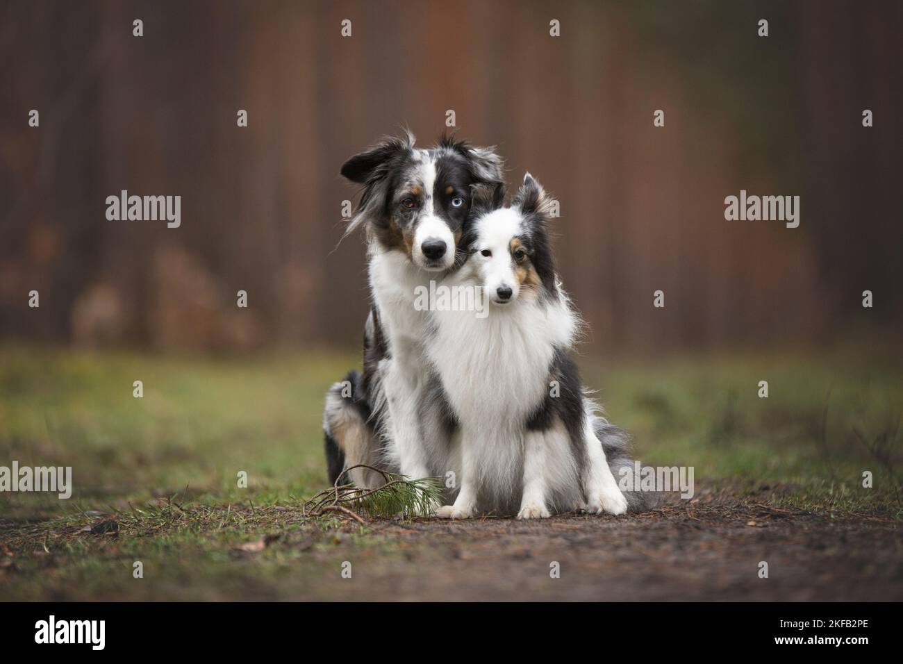 Miniature Australian Shepherd with Sheltie Stock Photo - Alamy
