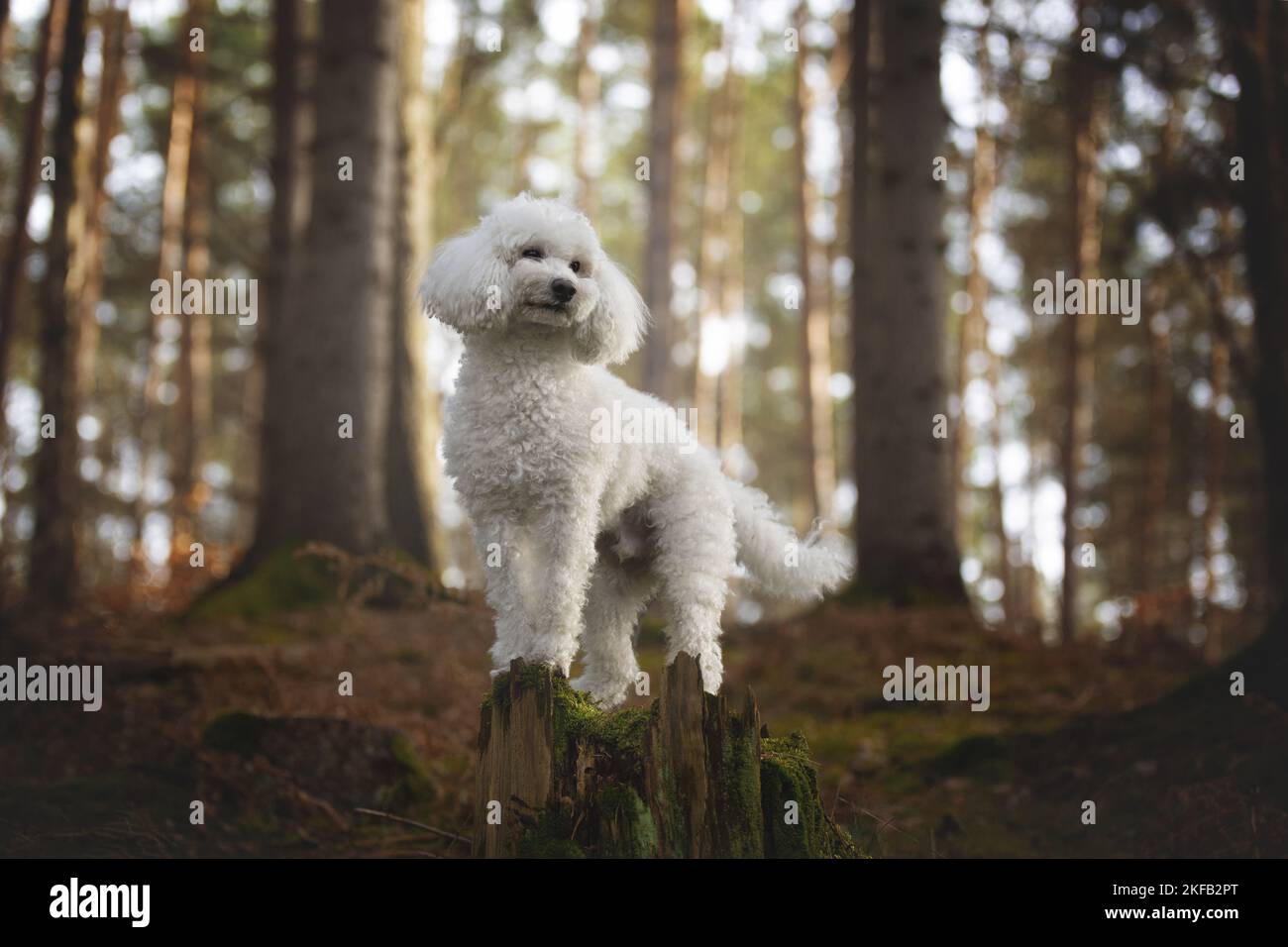standing Standard Poodle Stock Photo - Alamy