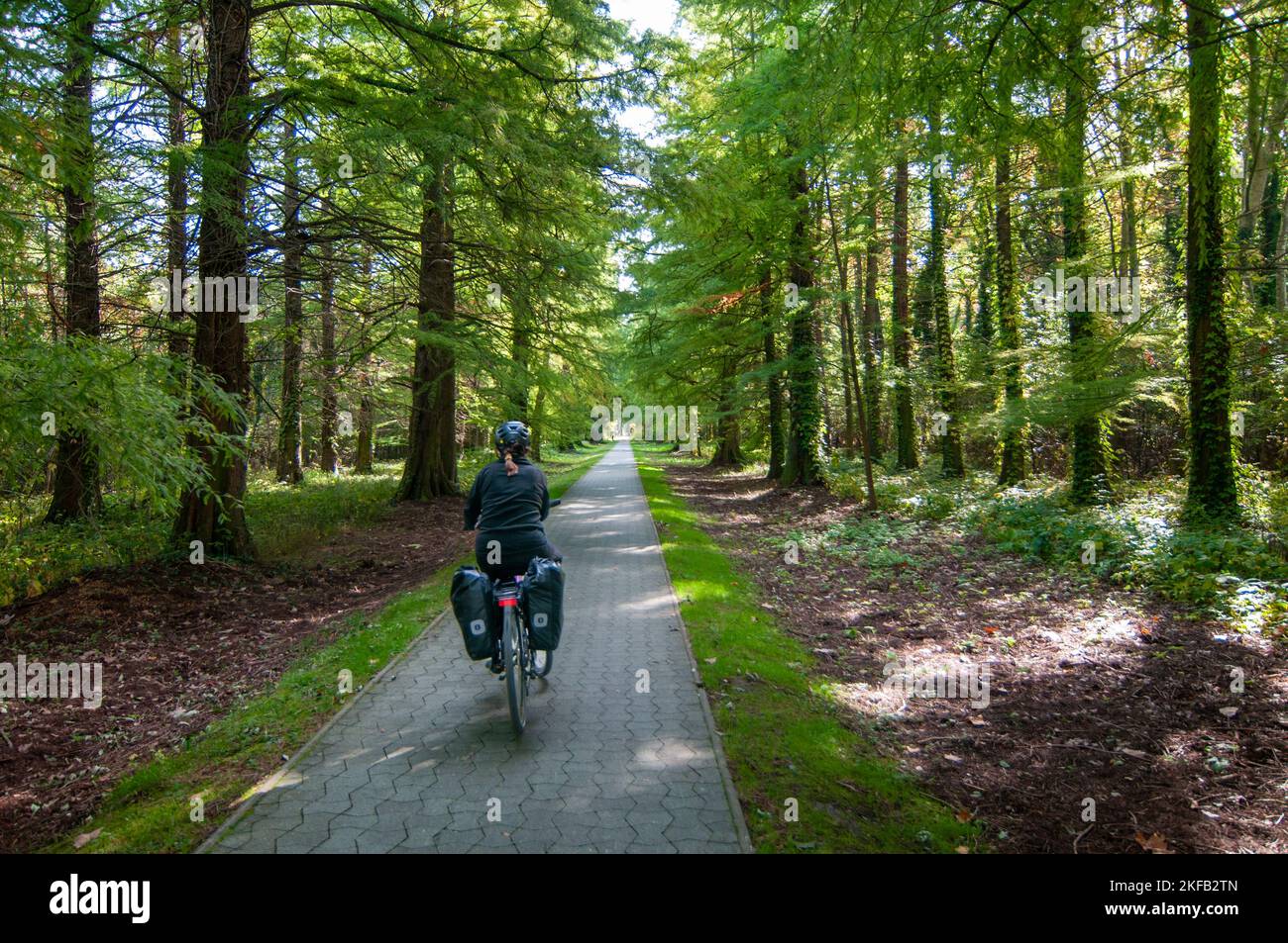 Cycling path in a forest Photographed on the rout between Keszthely and ...