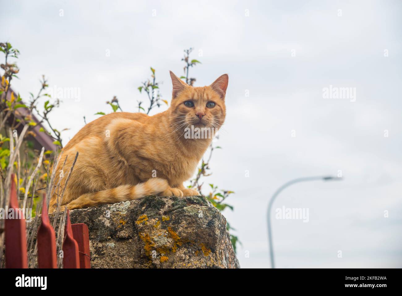 Animales felinos hi-res stock photography and images - Alamy