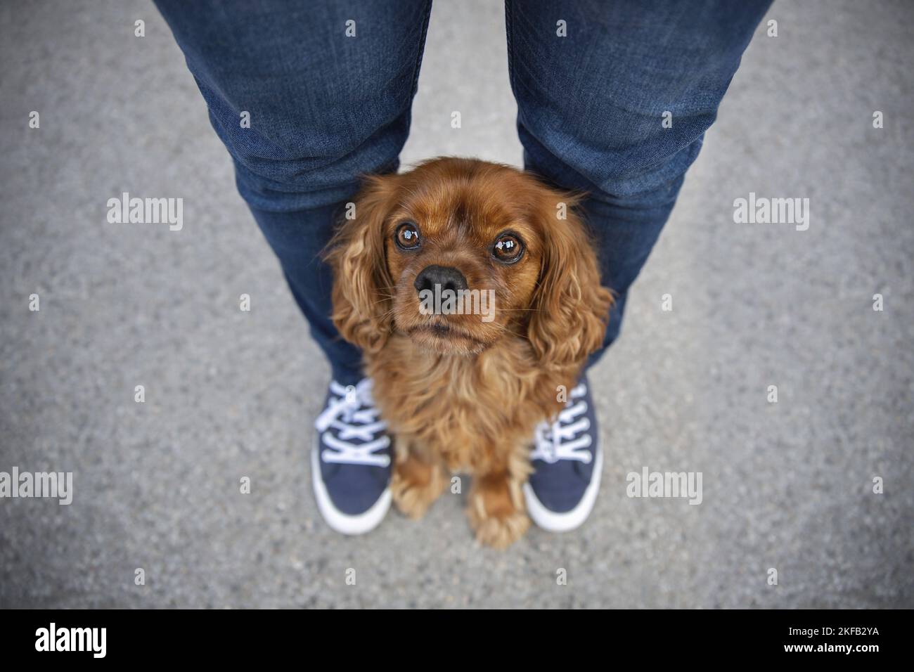 human with Cavalier King Charles Spaniel Stock Photo - Alamy
