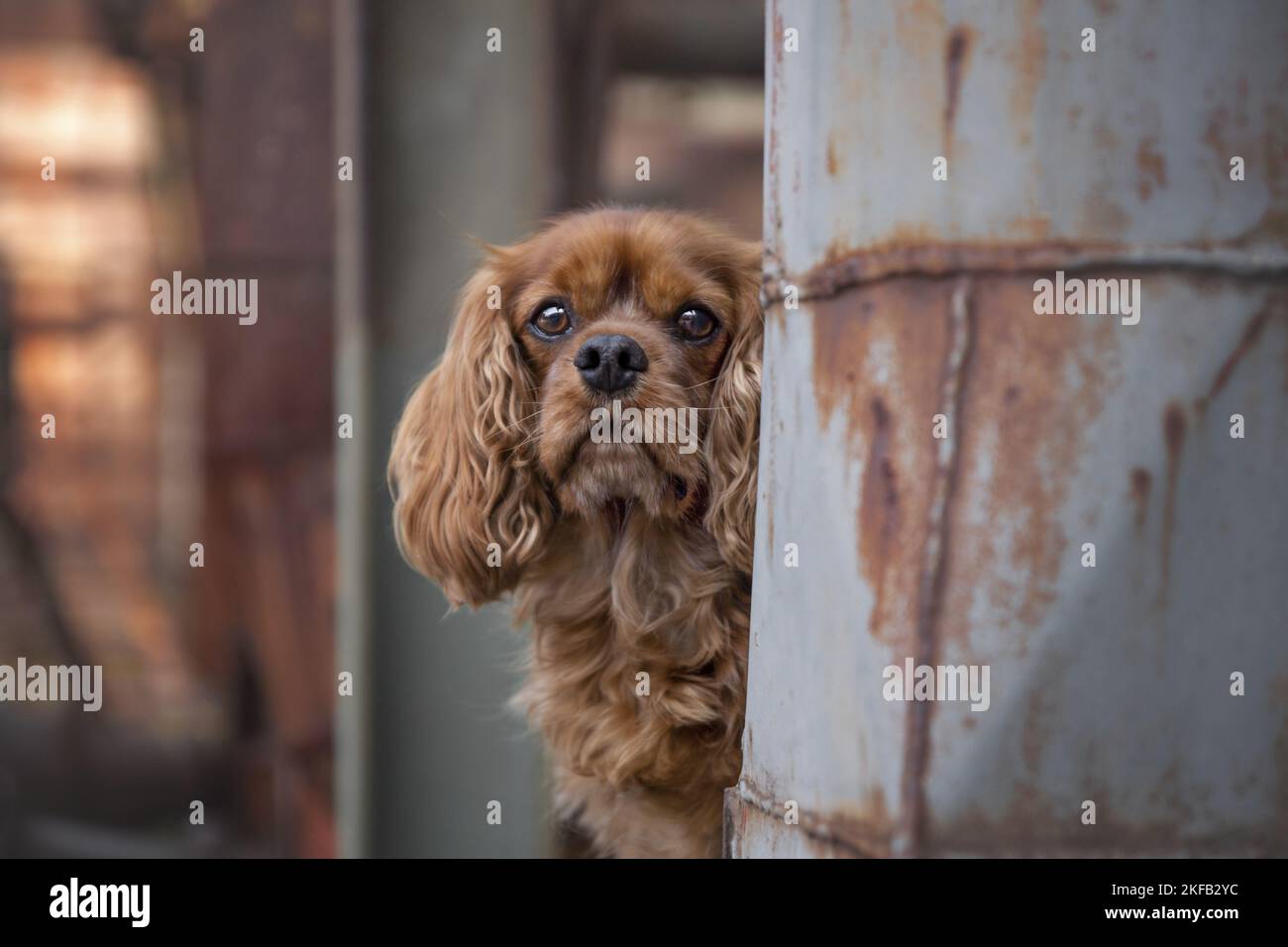 Cavalier King Charles Spaniel portrait Stock Photo - Alamy