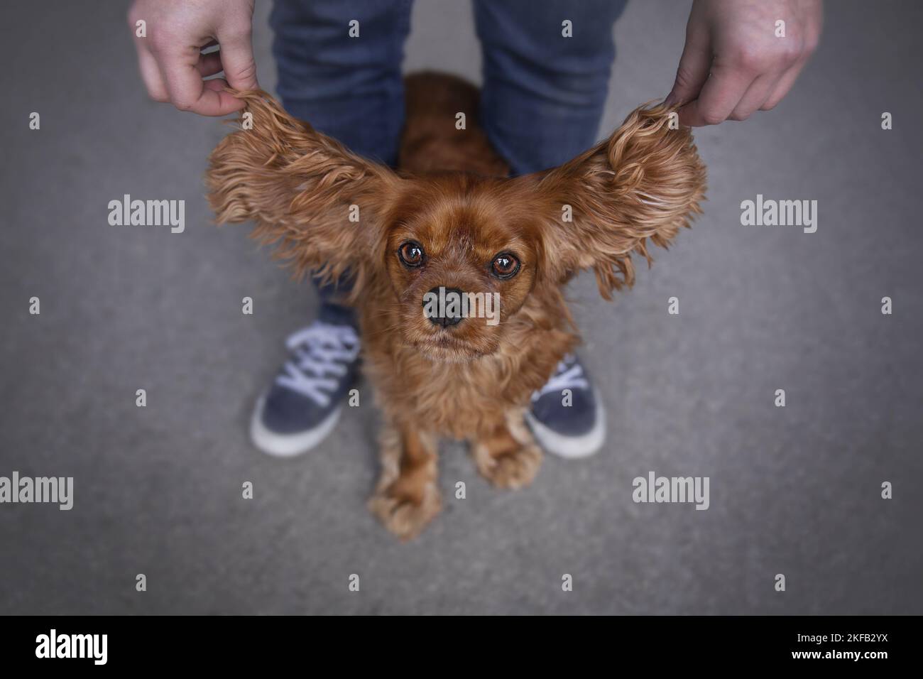 human with Cavalier King Charles Spaniel Stock Photo - Alamy
