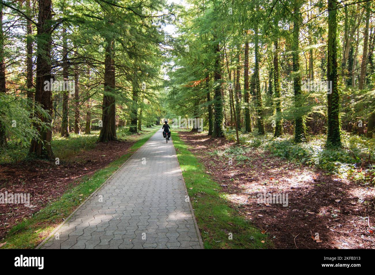 Cycling path in a forest Photographed on the rout between Keszthely and ...