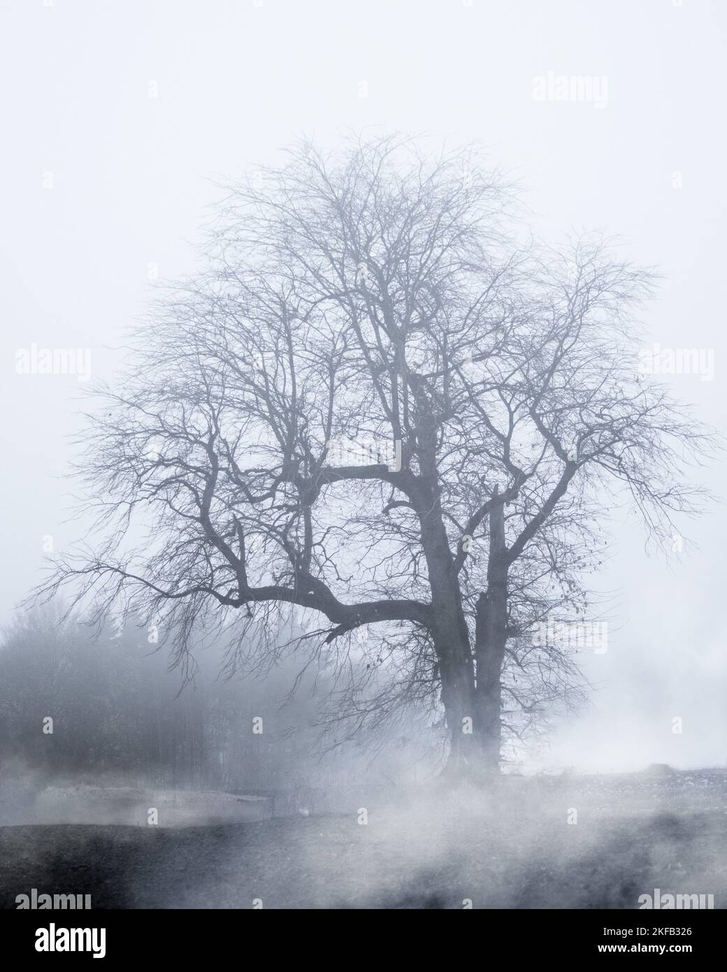 A vertical shot of a leafless tree in a fog Stock Photo - Alamy