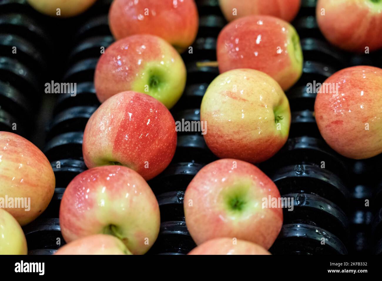 Sorted And Graded Fresh Apples On Conveyor Belt. Washing, Brushing, Sorting , Waxing And Packing ...