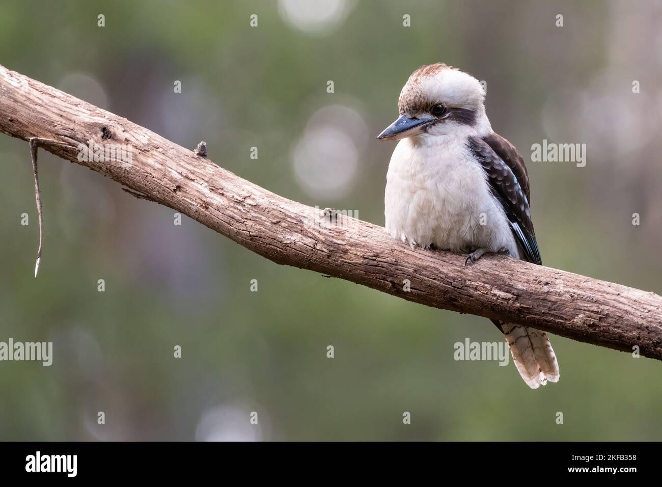 Laughing kookaburra (Dacelo novaeguineae), iconic Australian bird Stock ...