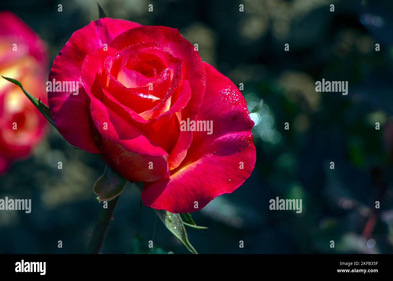 Spring Time rose in early morning sunlight Stock Photo - Alamy