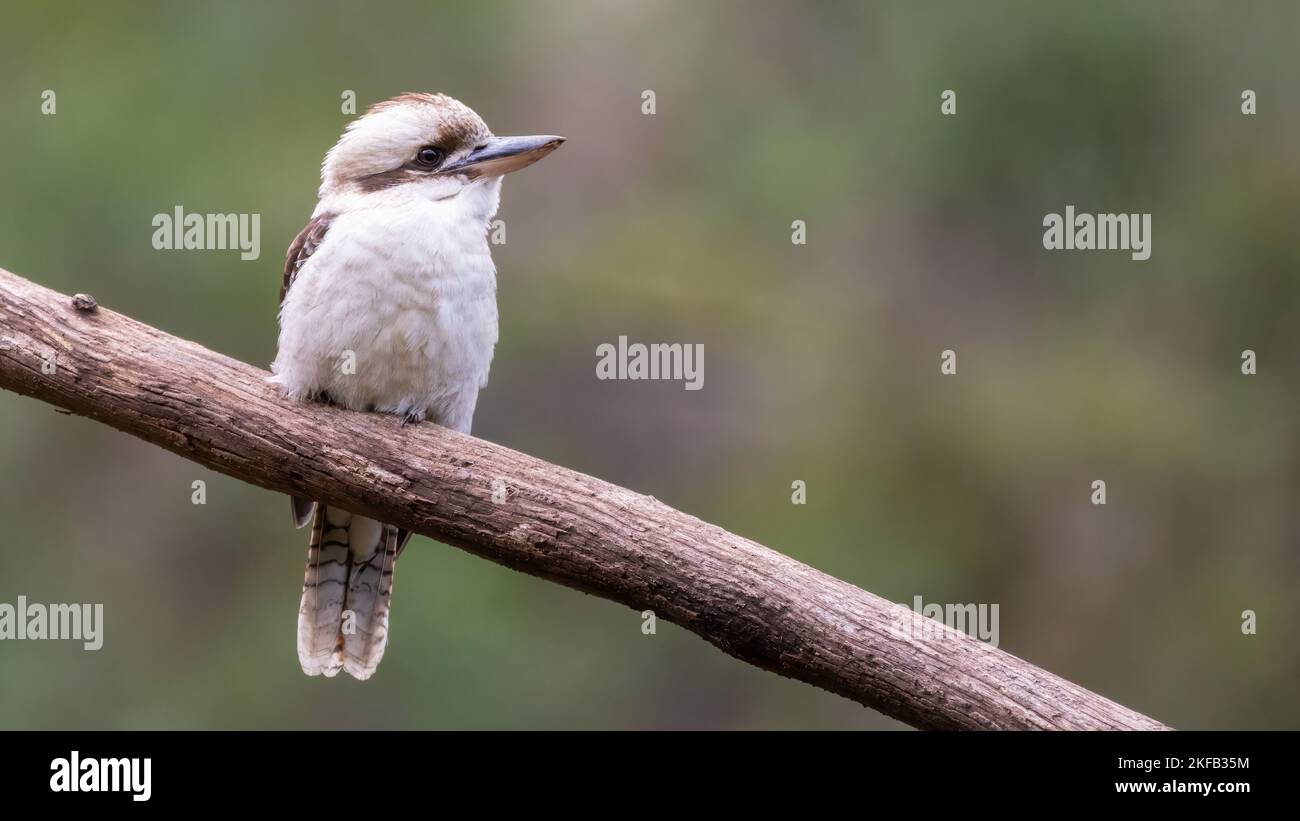 Laughing kookaburra (Dacelo novaeguineae), iconic Australian bird Stock ...