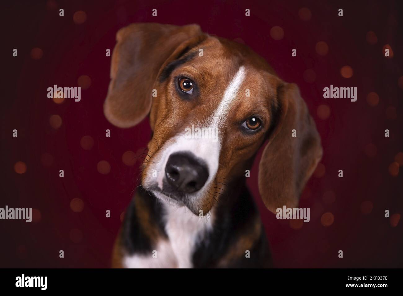 German Hound Portrait Stock Photo - Alamy