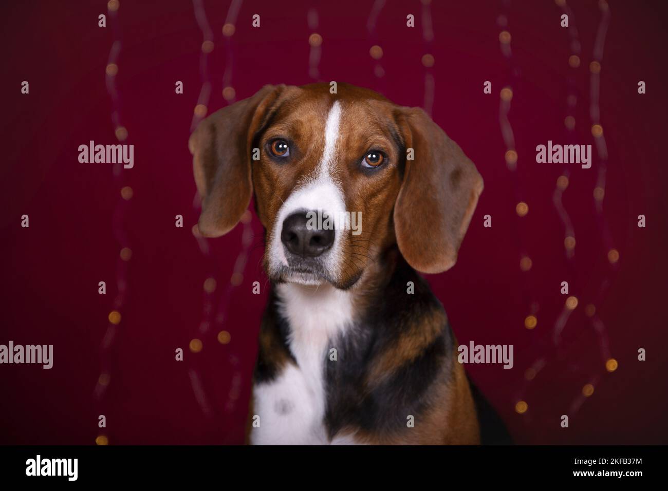 German Hound Portrait Stock Photo - Alamy