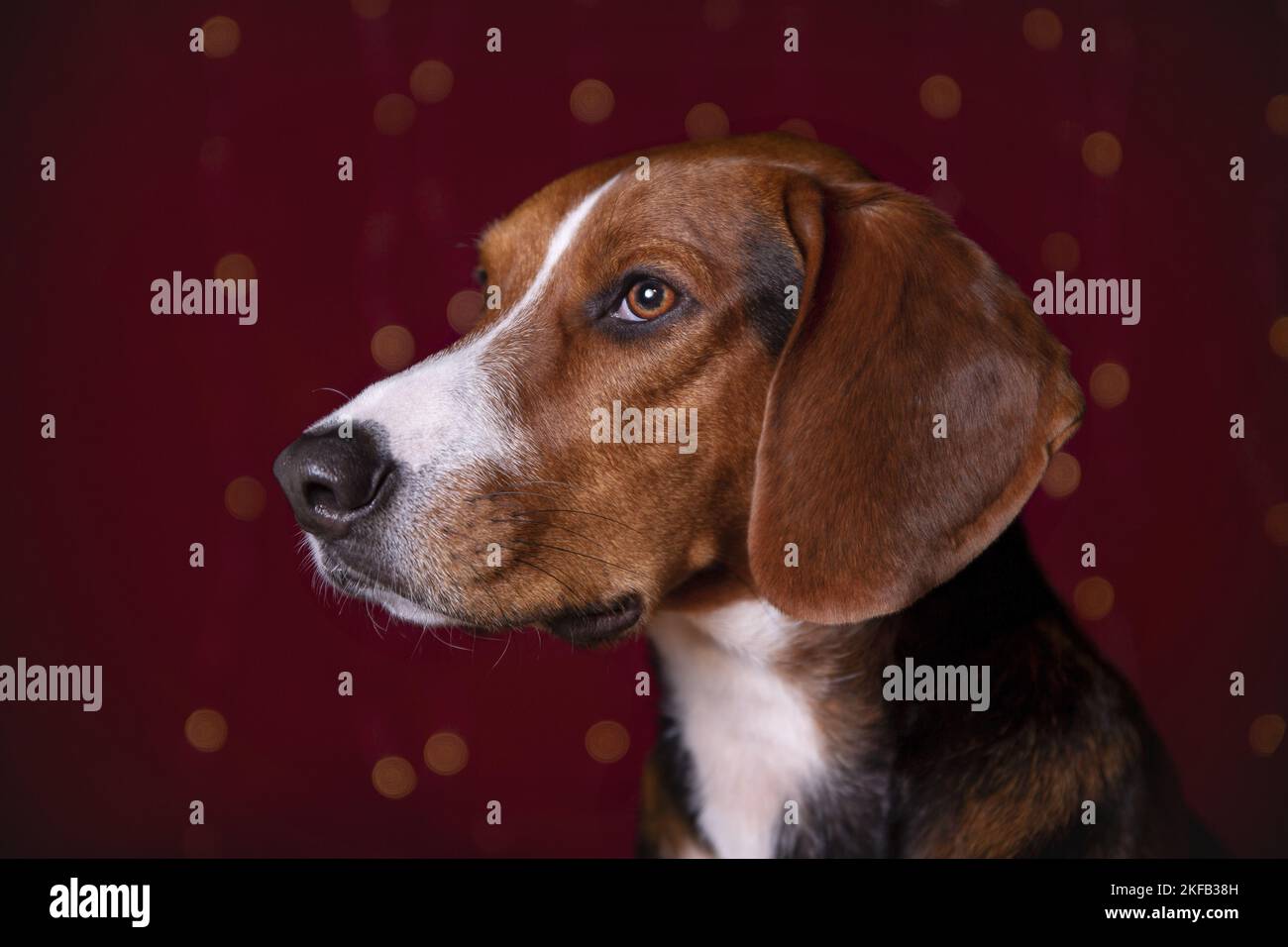 German Hound Portrait Stock Photo - Alamy