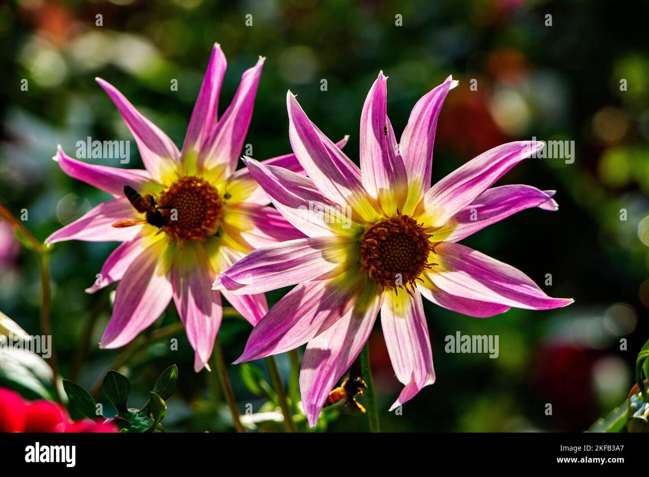 Spring time flowers in Sunder Nursery in bloom. Beautiful colours bloom ...