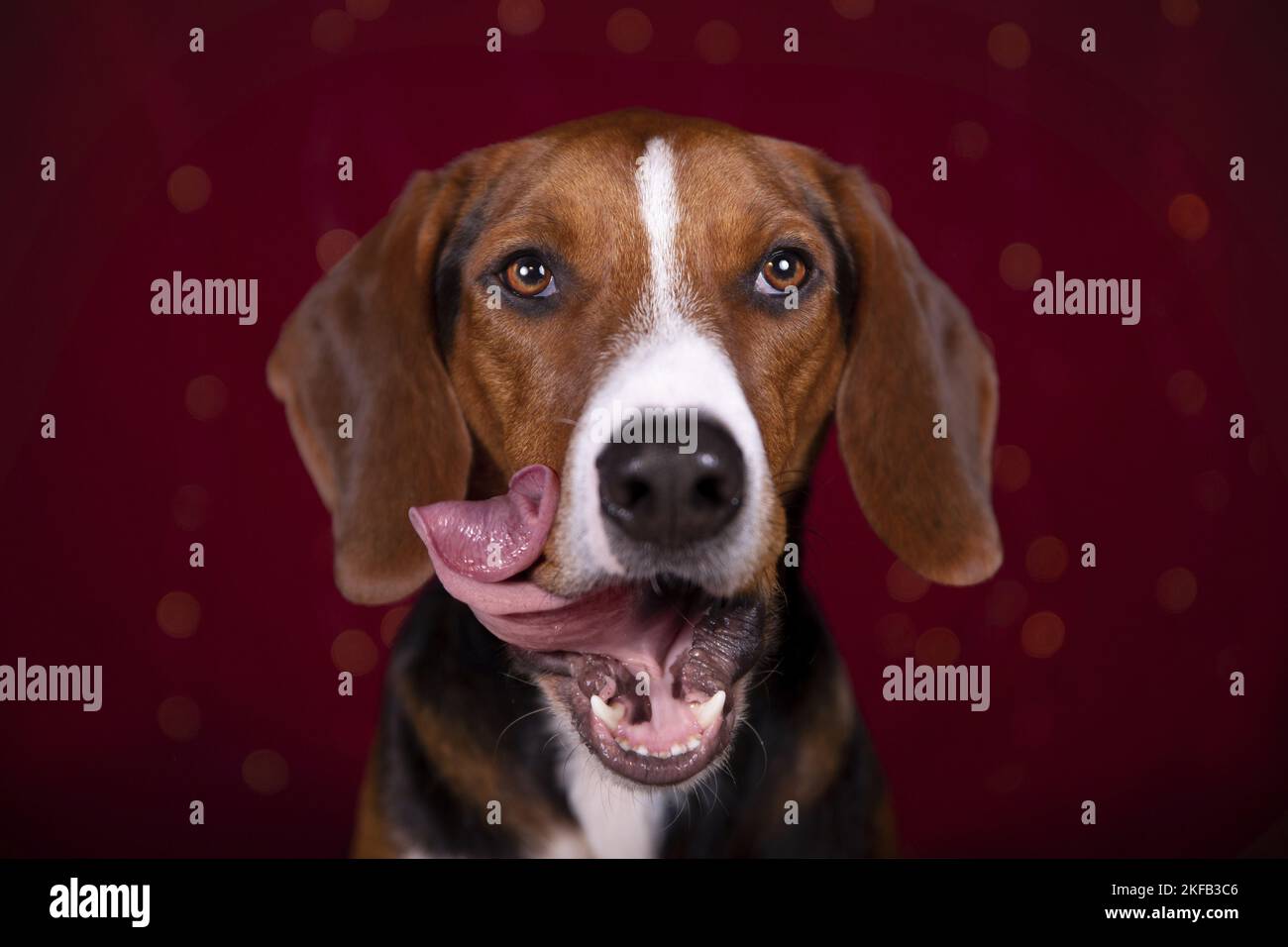 German Hound Portrait Stock Photo - Alamy
