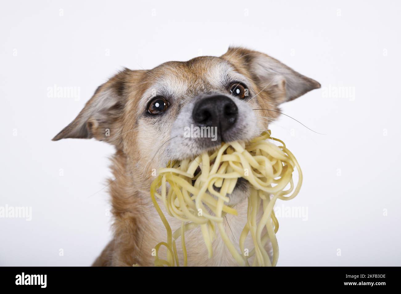 Puppy Eating Spaghetti