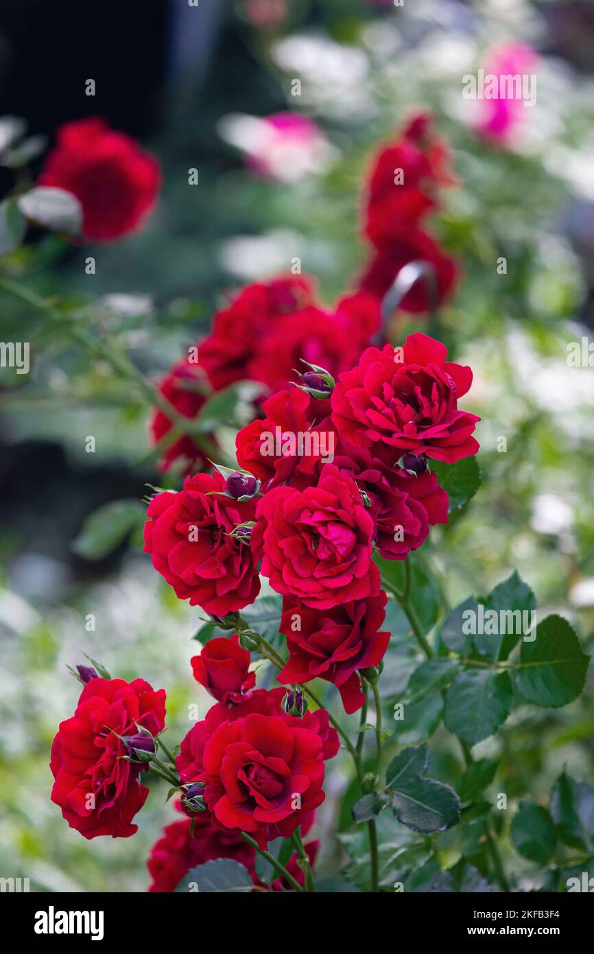 Floral pattern from flowers of climbing rose Stock Photo - Alamy