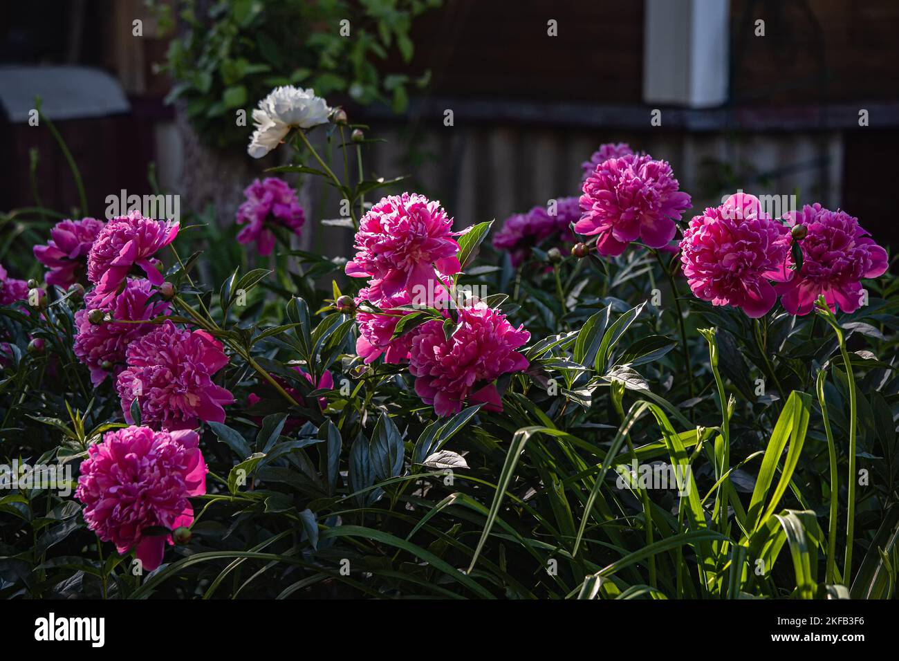 Peonies garden hi-res stock photography and images - Alamy