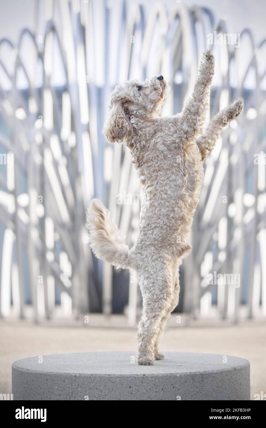 Curled leg hi-res stock photography and images - Alamy