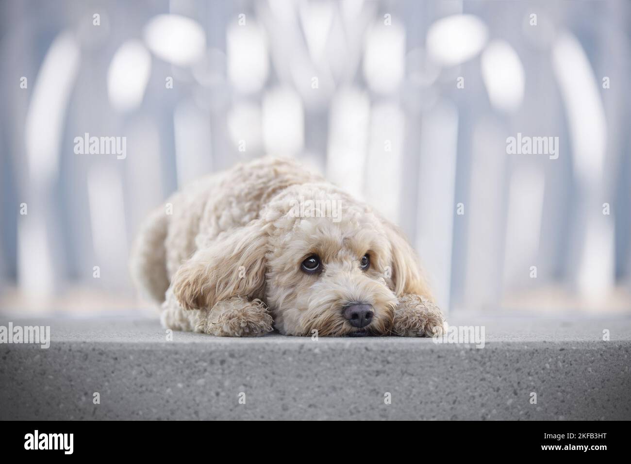 Cockerpoo down hi-res stock photography and images - Alamy