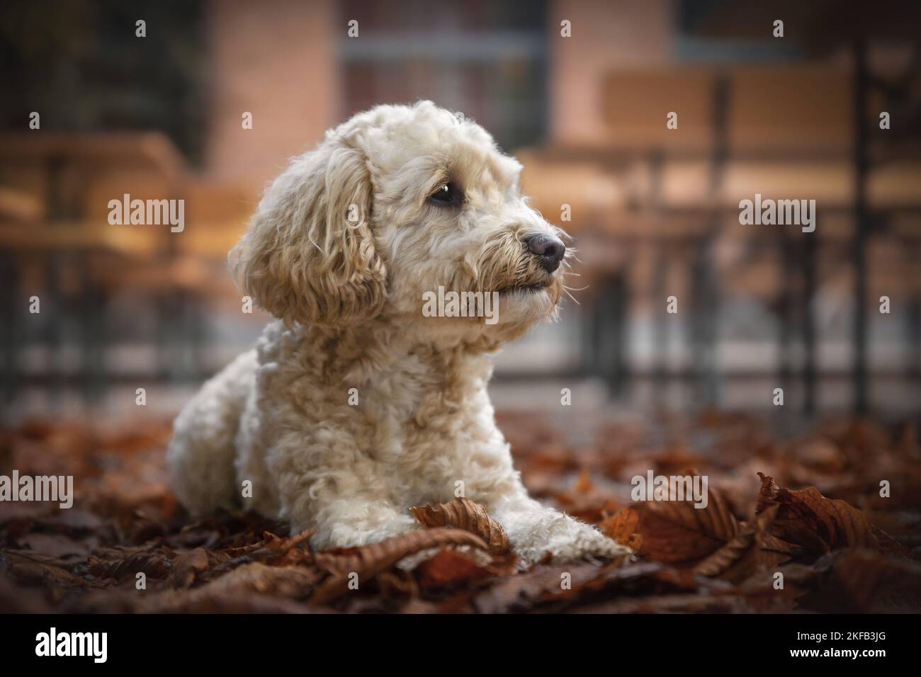 Cockerpoo down hi-res stock photography and images - Alamy