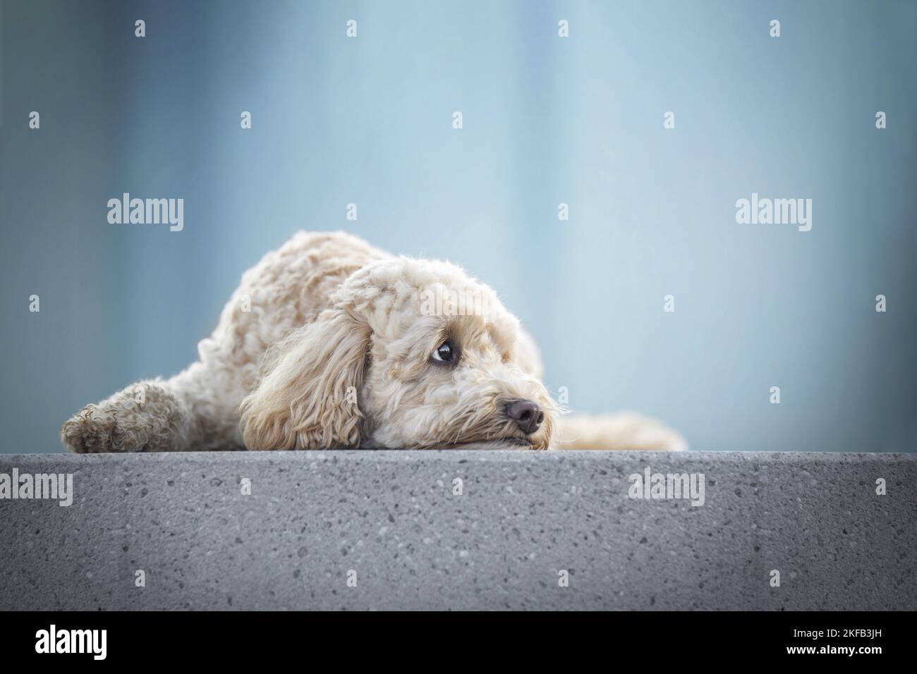 Cockerpoo down hi-res stock photography and images - Alamy