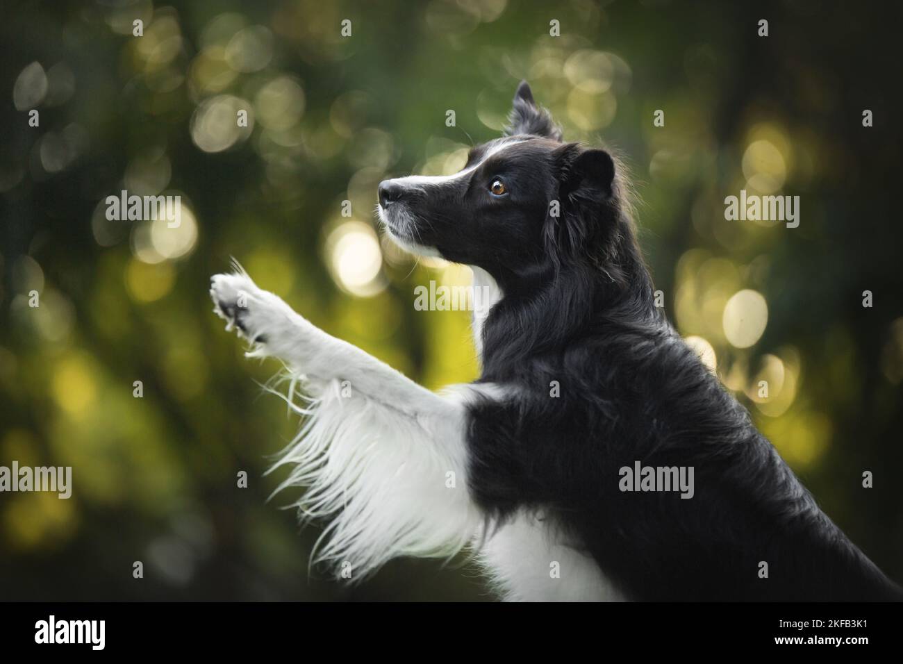 Border Collie gives paw Stock Photo - Alamy