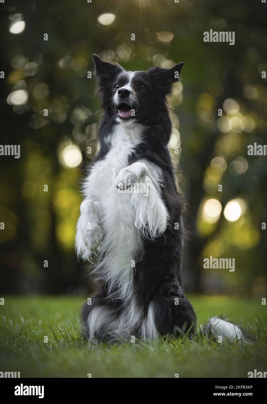 begging Border Collie Stock Photo - Alamy