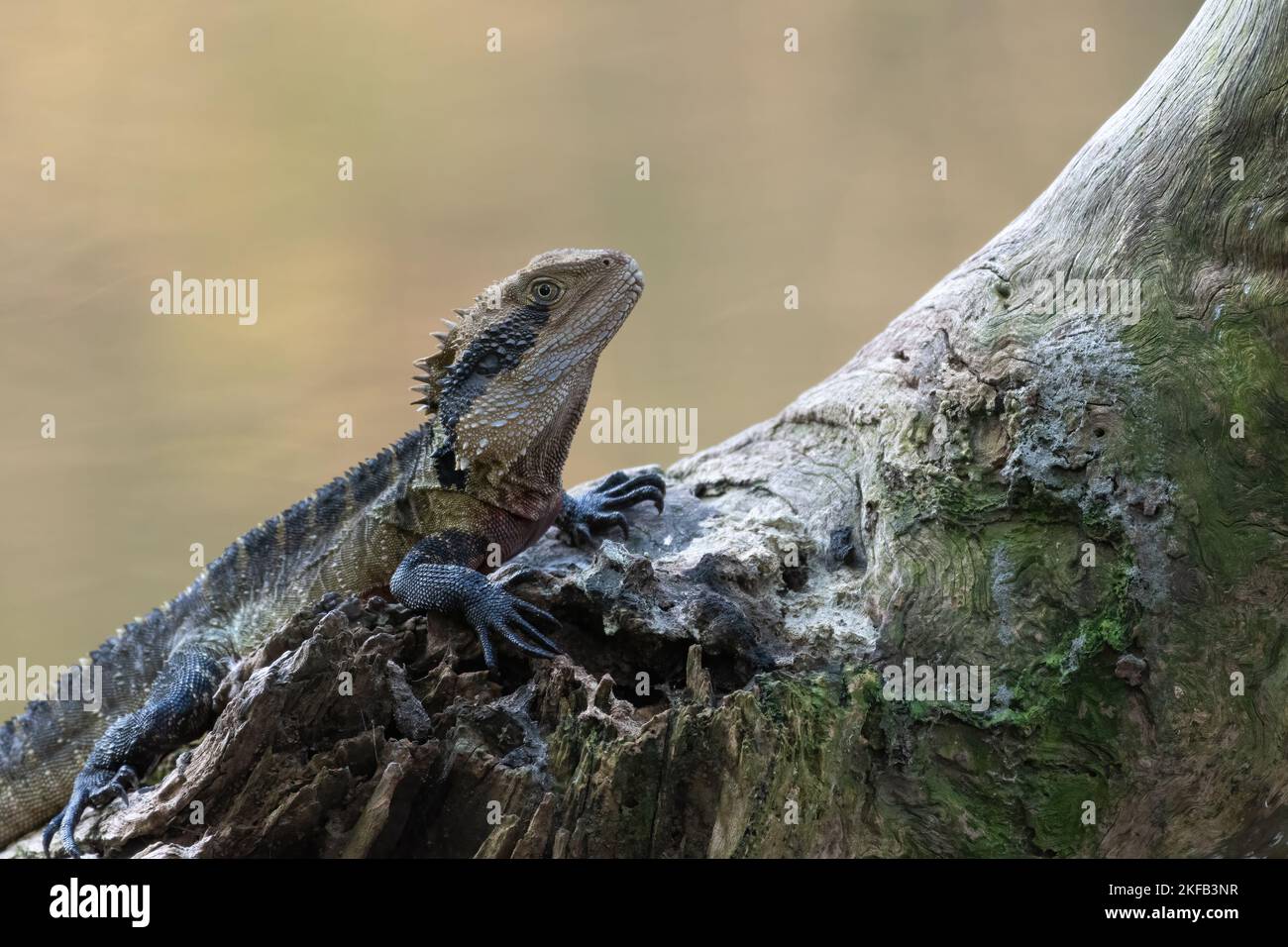 Australian water dragon (Intellagama lesueurii), Sydney, Australia ...