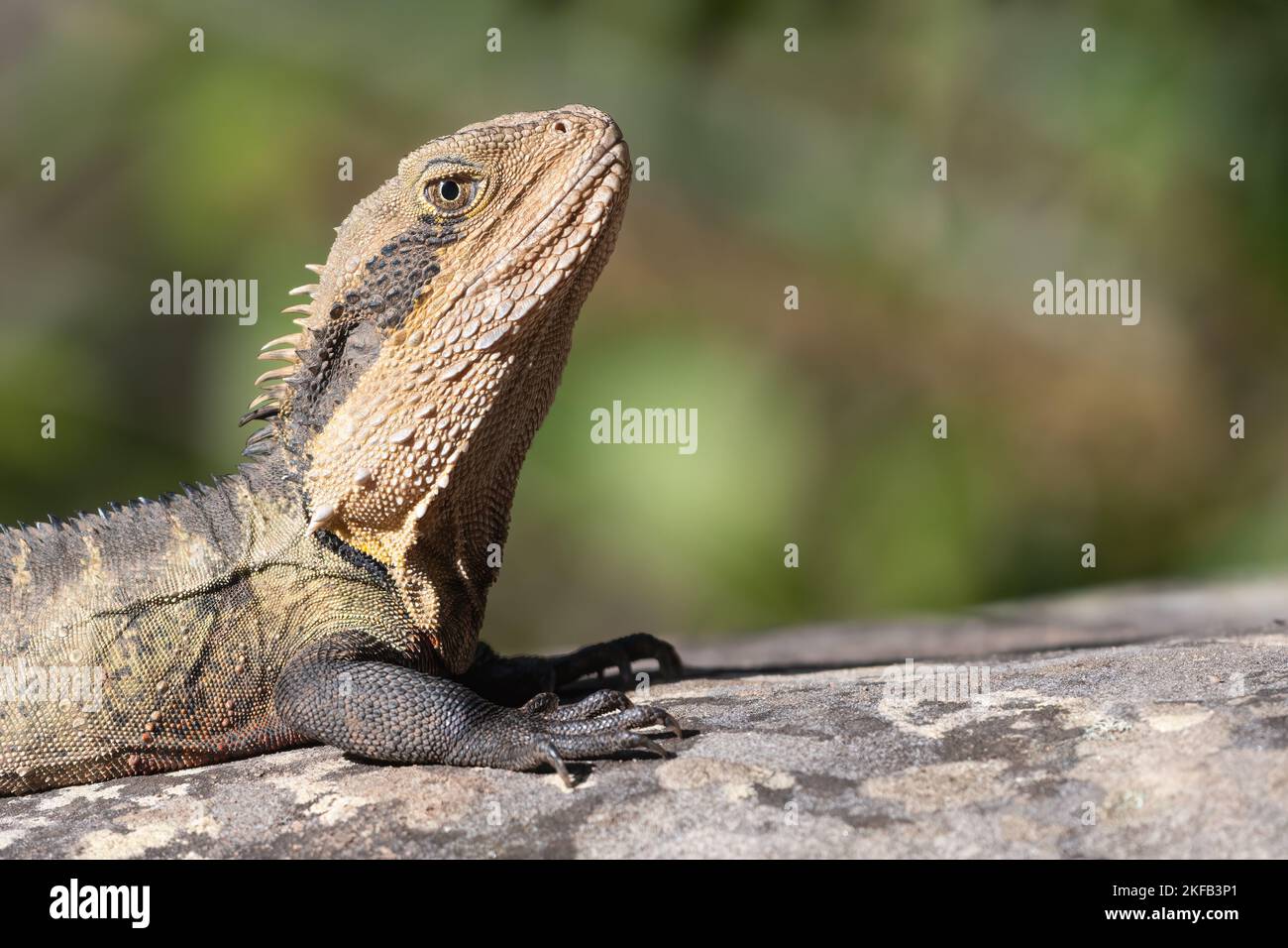 Australian water dragon (Intellagama lesueurii), Sydney, Australia ...