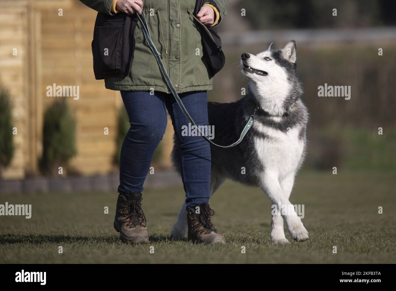 Siberian Husky at training Stock Photo - Alamy