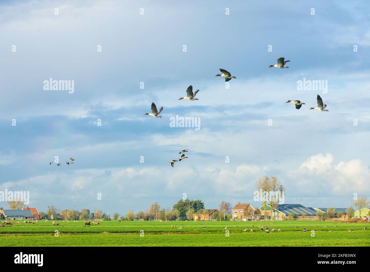 Typical Dutch polder landscape in the Groene Hart of the Randstad with ...