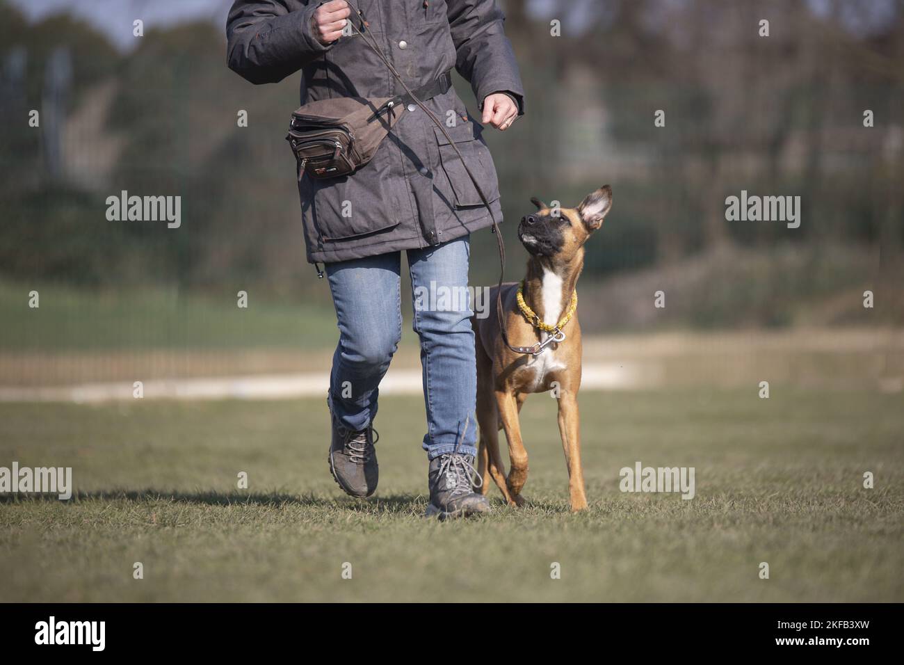 Whippet boxer hi-res stock photography and images - Alamy