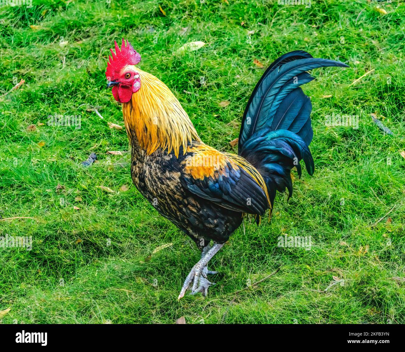 Colorful Red Junglefowl Rooster North Shore Oahu Hawaii Domestic ...