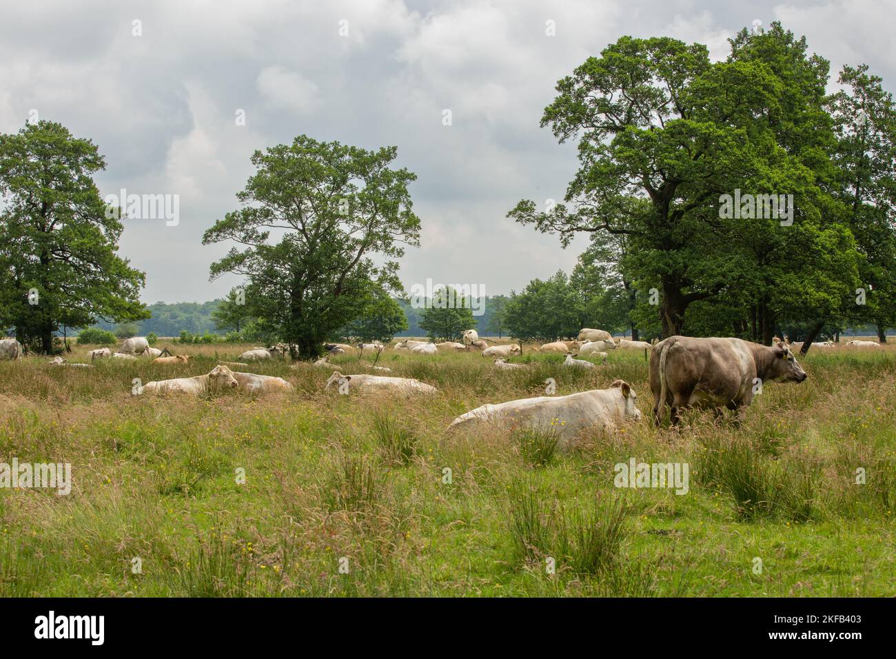Andersche diep hi-res stock photography and images - Alamy