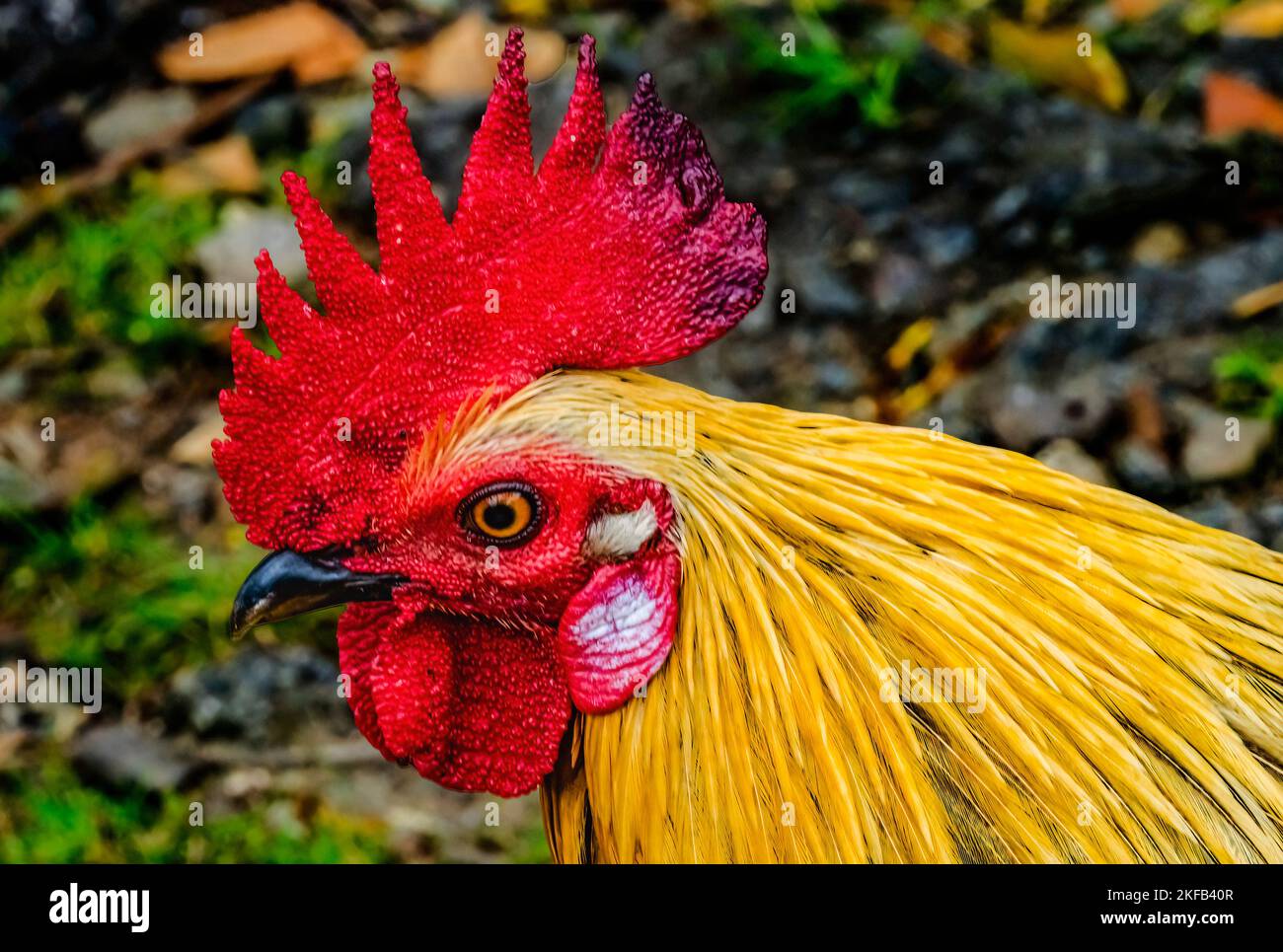 Colorful Red Junglefowl Rooster North Shore Oahu Hawaii Domestic ...