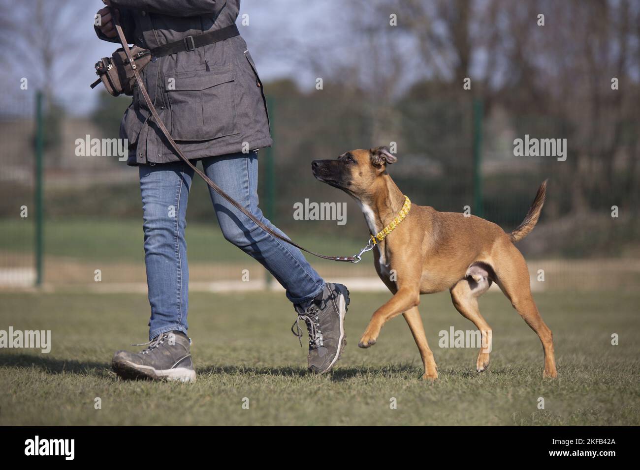 Whippet-Boxer at raining Stock Photo - Alamy