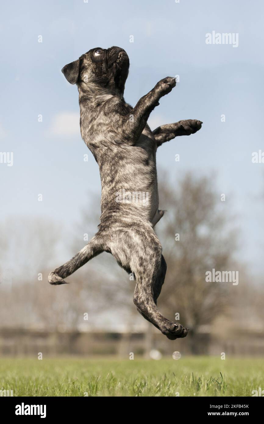 Pugs side profile hi-res stock photography and images - Alamy