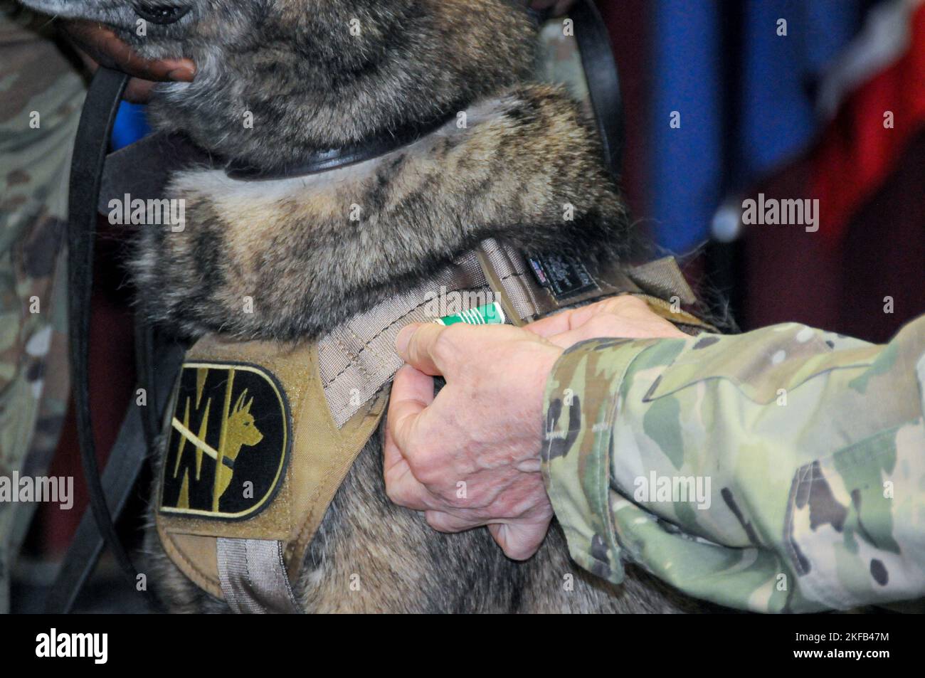 MWD Lisa is awarded an Army Commendation Medal by Lt. Gen. Theodore D ...