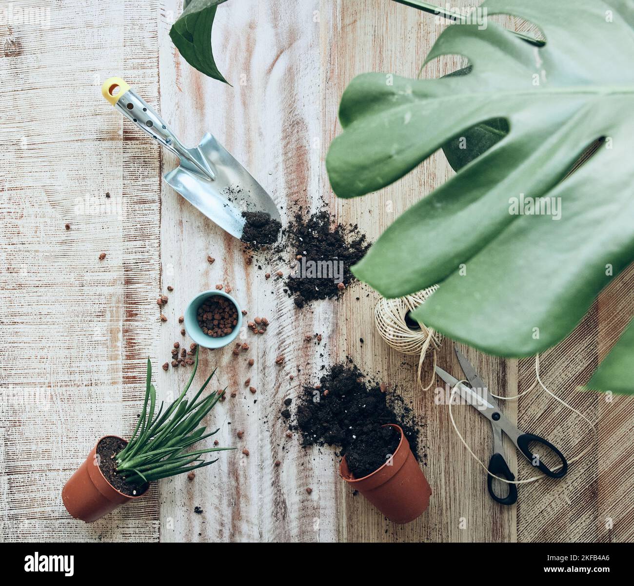 A top view of plant cultivation Stock Photo - Alamy