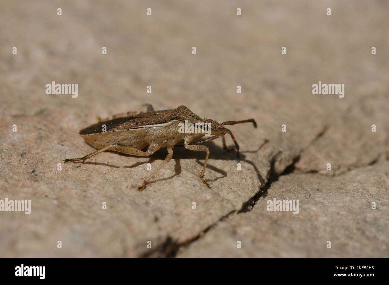 Ceraleptus lividus hi-res stock photography and images - Alamy