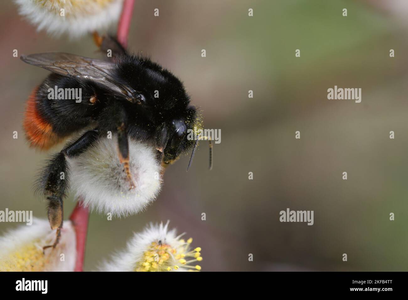 Natural colorful vertical closeup on a fluffy Red tailed bumblebee ...
