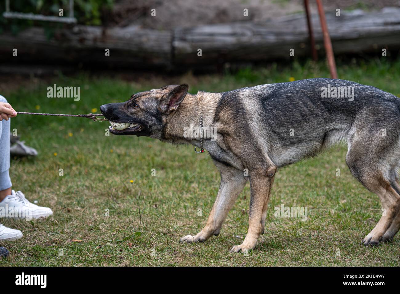 A young happy German Shepherd plays tug with a ball. Sable colored ...