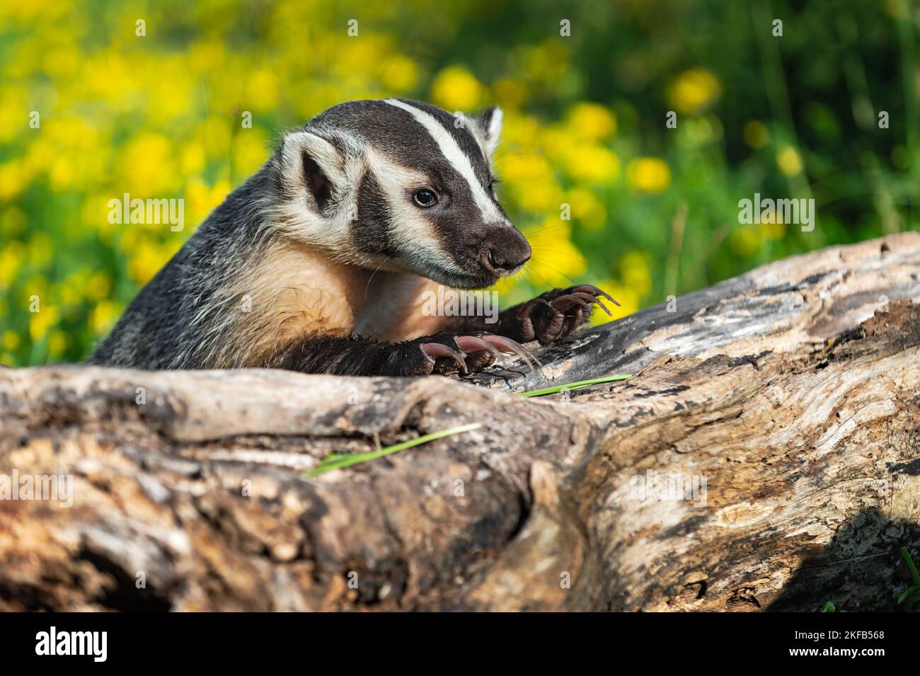 North American Badger (Taxidea taxus) Looks Over Log Claws Extended ...