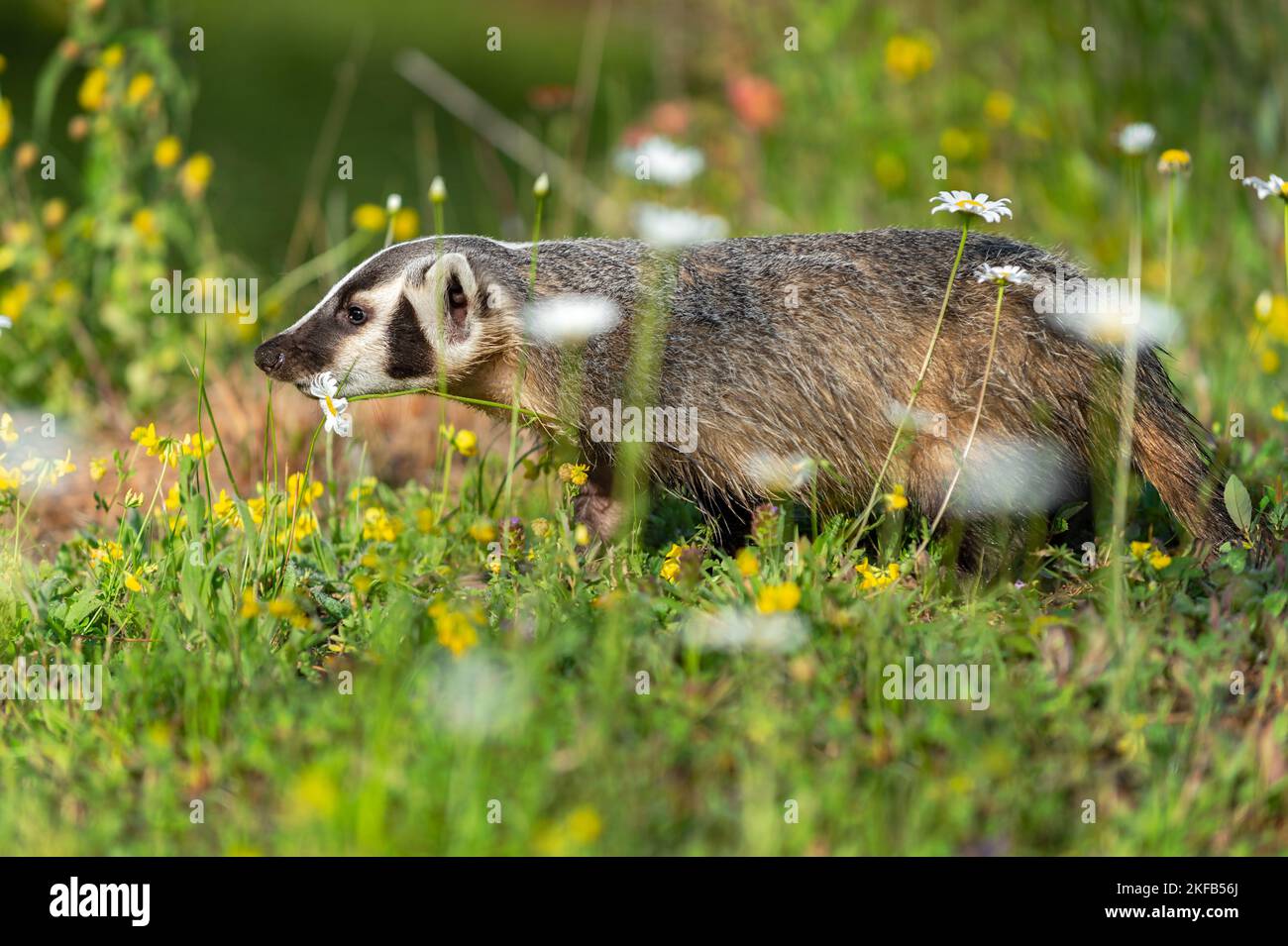 North American Badger (Taxidea taxus) Walks Left Through Grass and ...