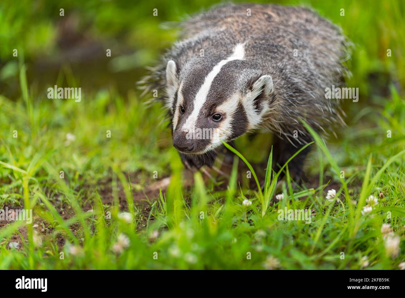 North American Badger (Taxidea taxus) Walks Forward Flattened Out in ...
