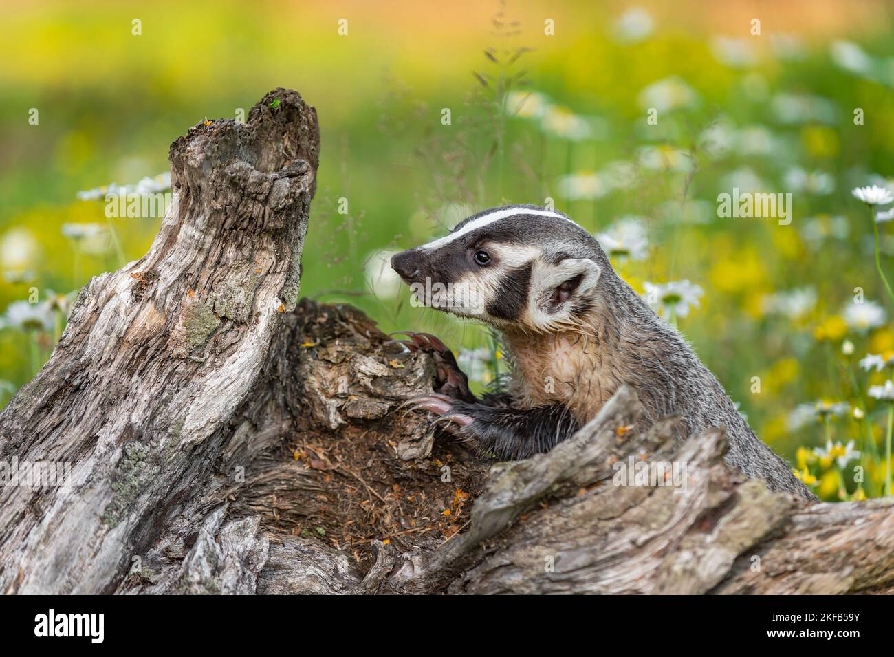 North American Badger (Taxidea taxus) Looks Up Side of Log Claws Out ...