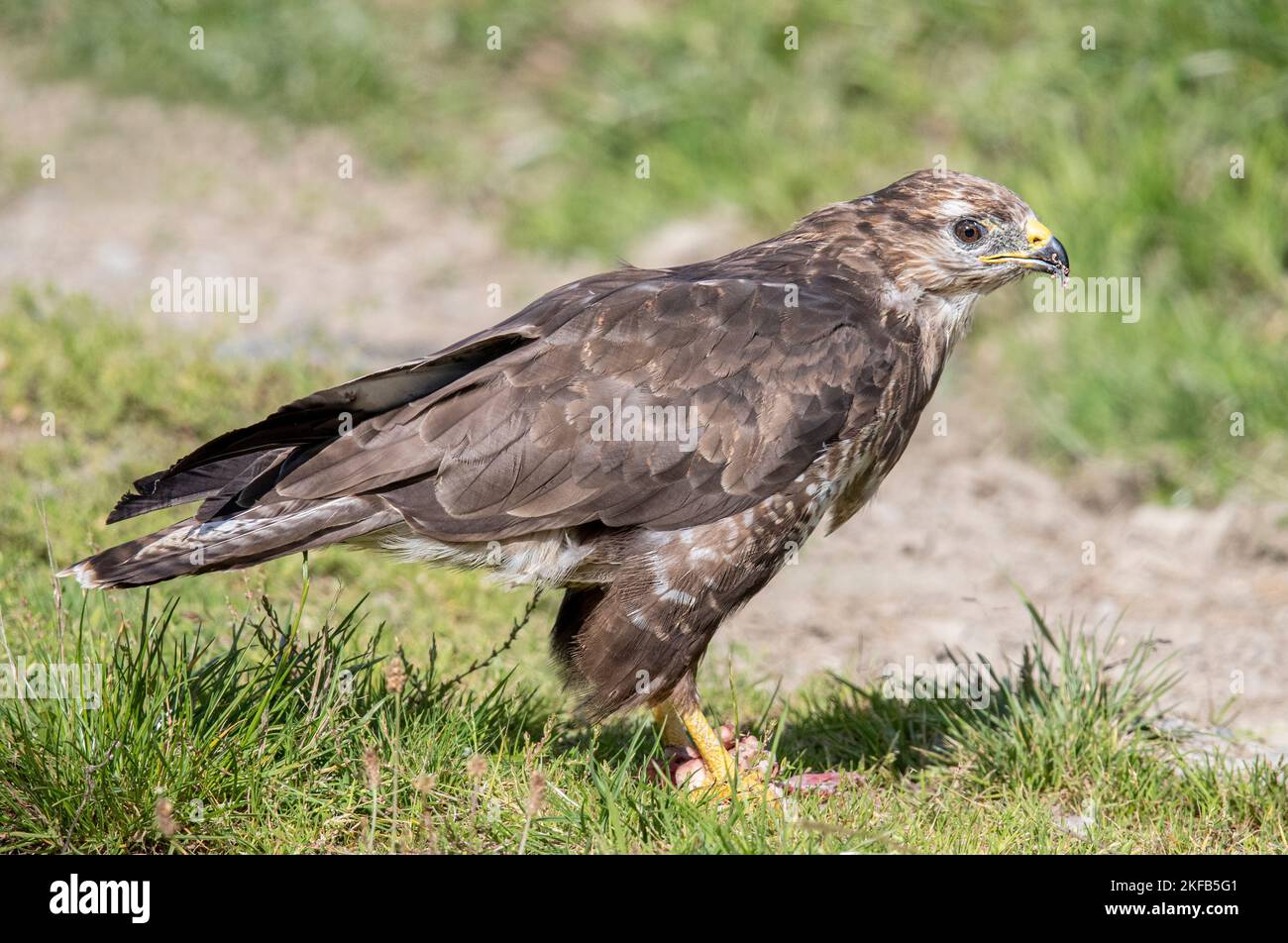 Common Buzzard taken in North Wales, Great Britain, UK Stock Photo - Alamy